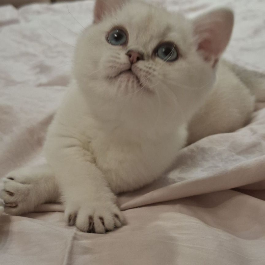 Британский короткошёрстный котёнок