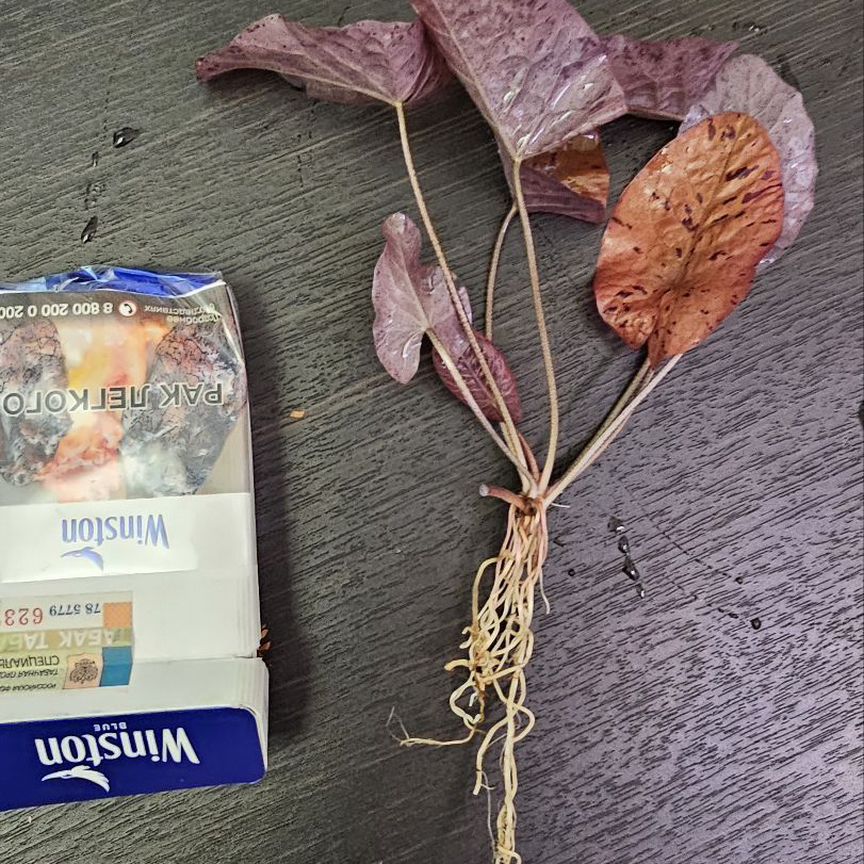 Нимфея красная