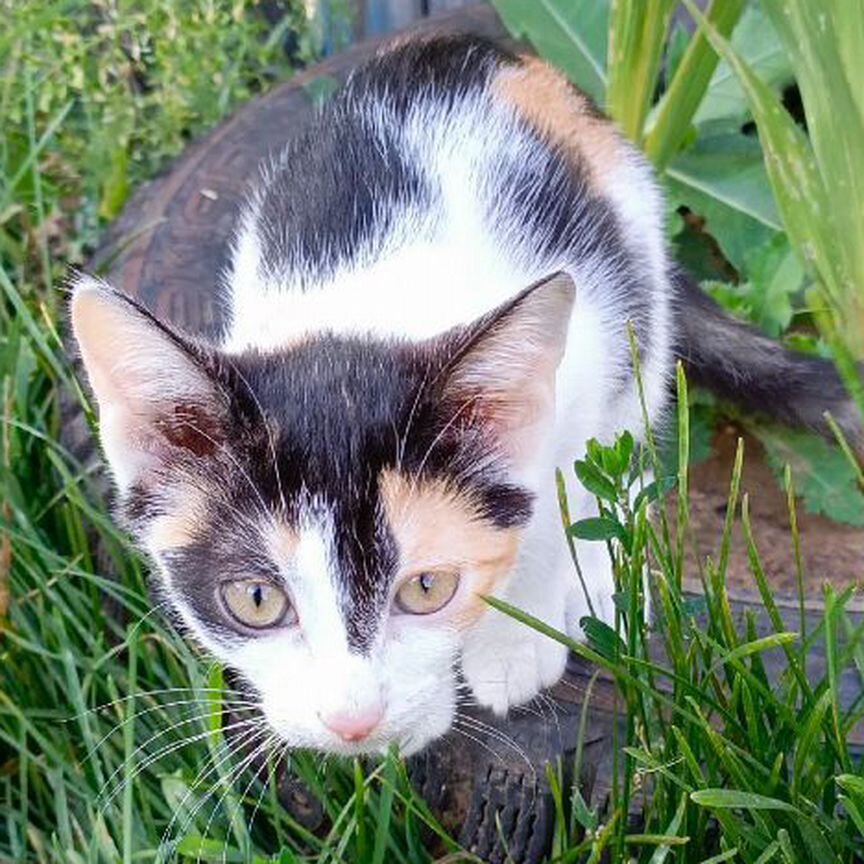 Домашние животные котята бесплатно