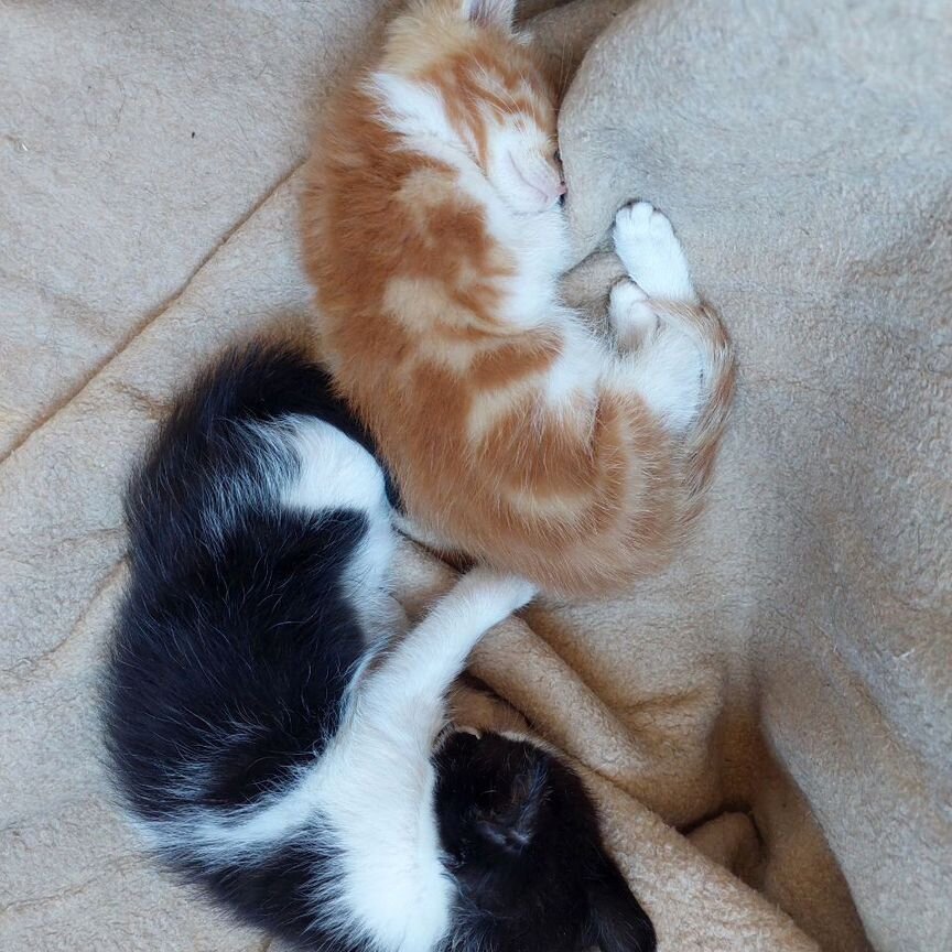 Мальчики котята полтора месяца