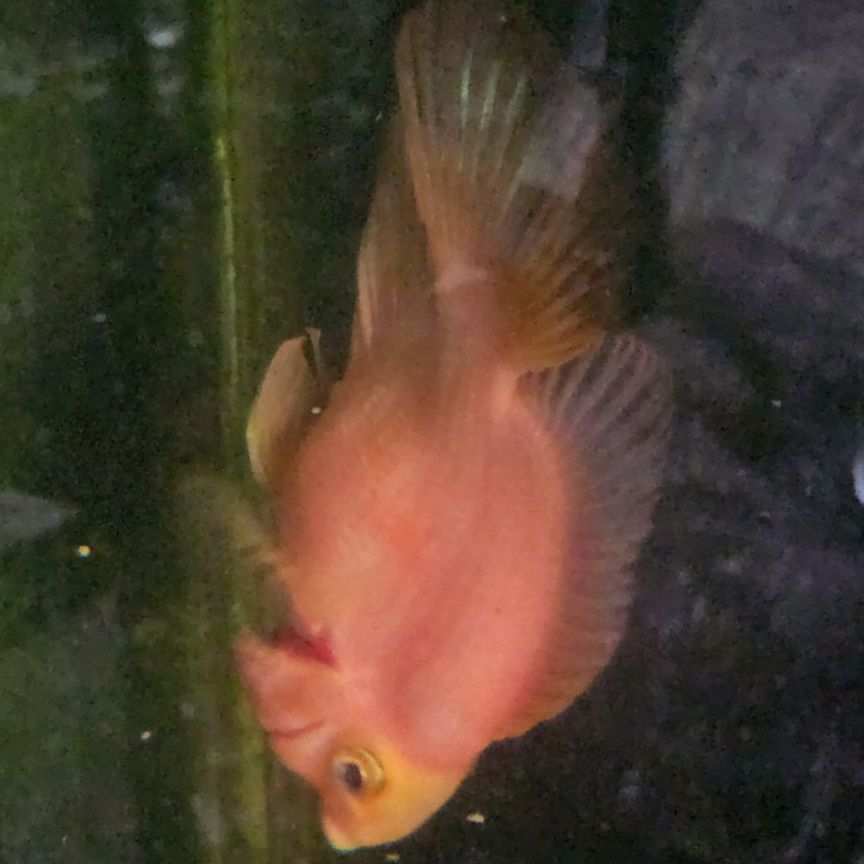 Отдам рыбка попугай