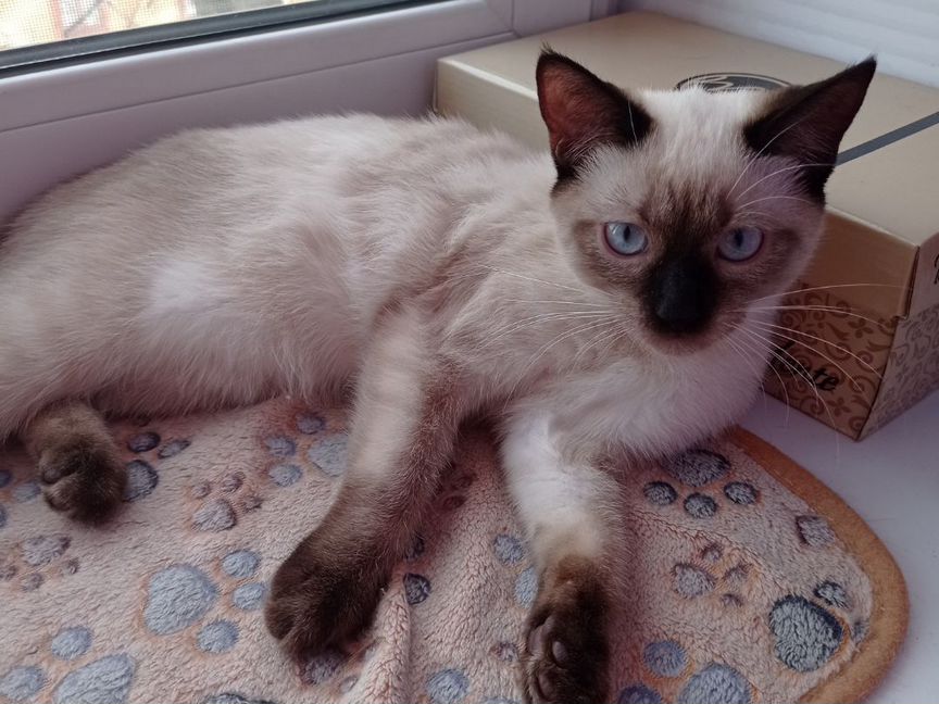 Котенок в добрые руки