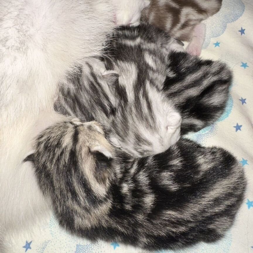 Котята скоттиш фолд и скоттиш страйт