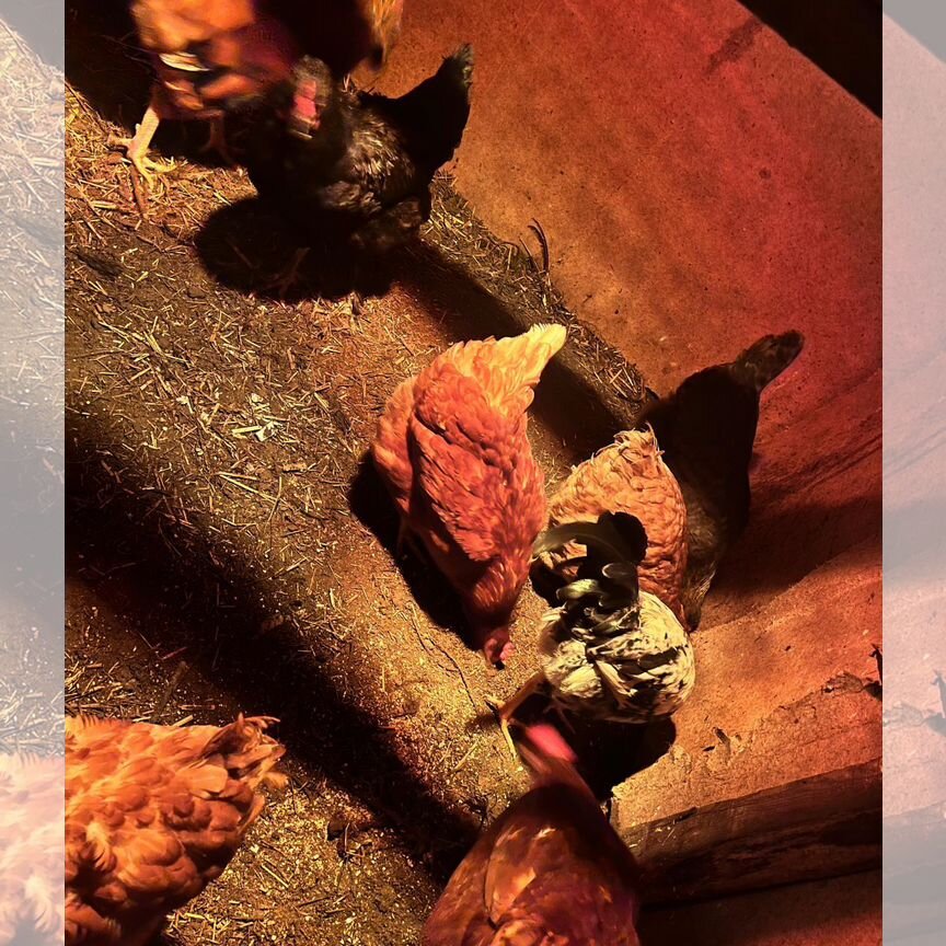 Курицы несушки домашние