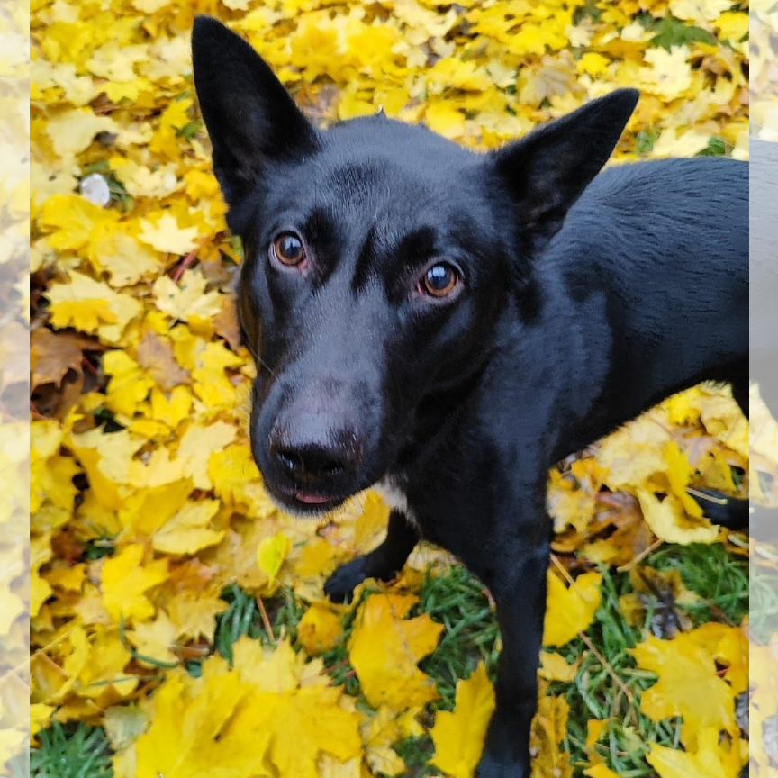 Щенок в добрые руки