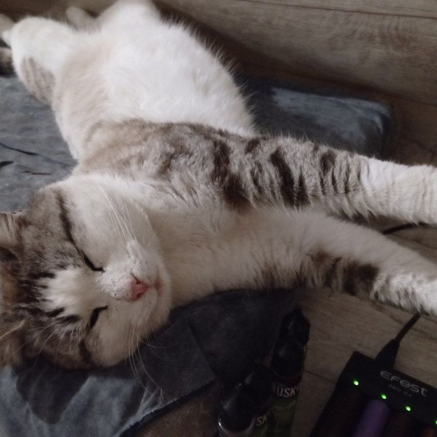 Котик в добрые руки