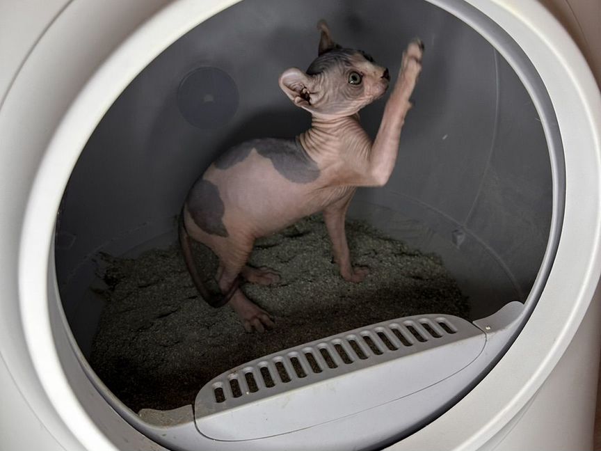 Которебенок эльф