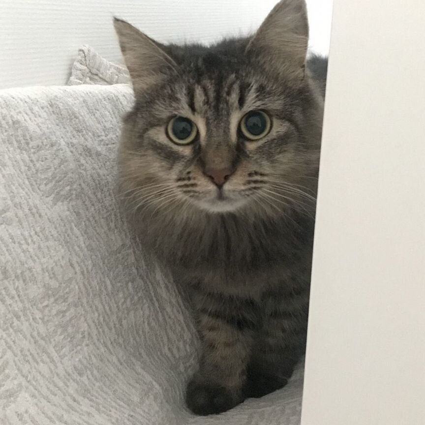 Взрослая, Девочка кошка в добрые руки