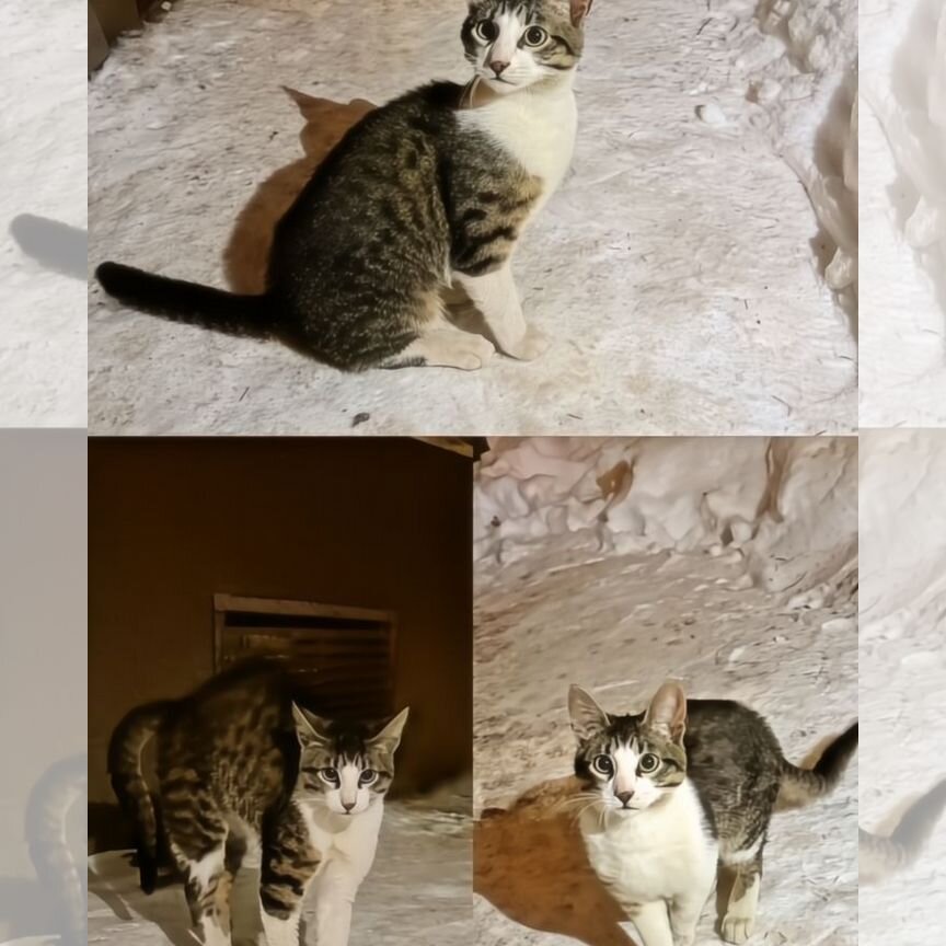 Котёнок в добрые руки