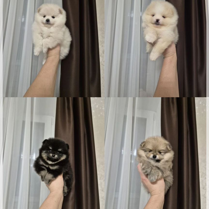 Померанский шпиц, щенок