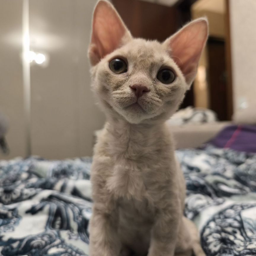 Котенок Девон-рекс