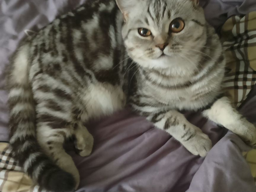 Кошка британка мраморная