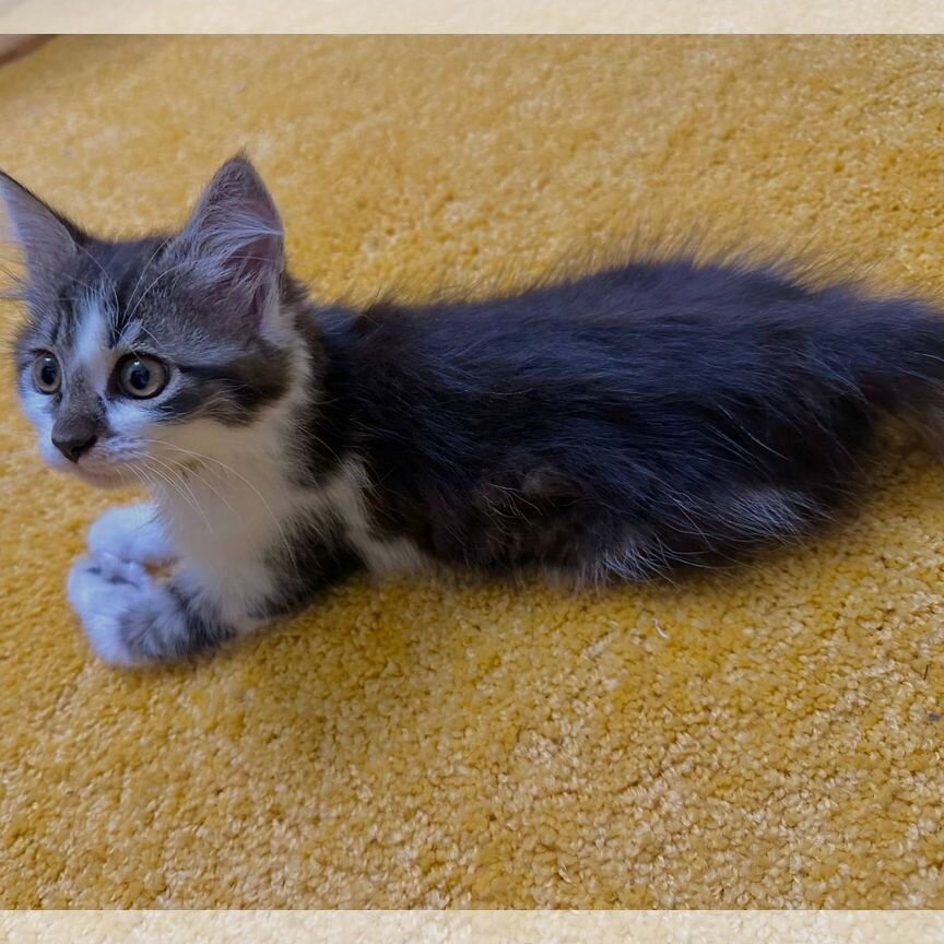 Котёнок в добрые руки