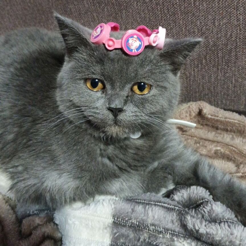 Шотландский прямоухий длинношёрстный котёнок