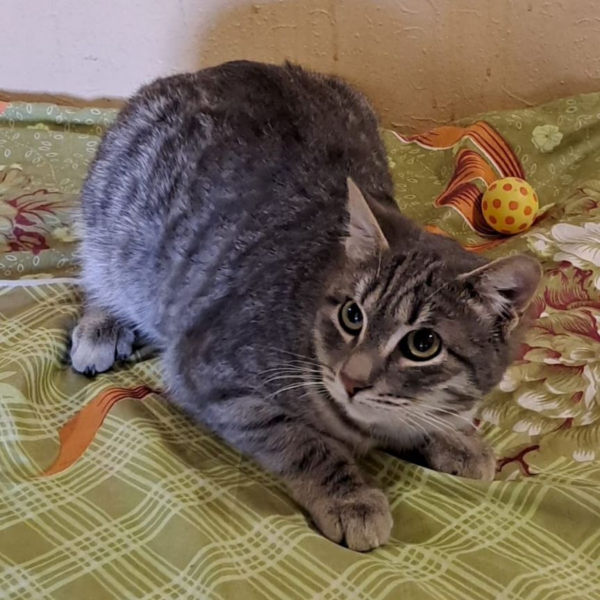 Котенок ищет дом