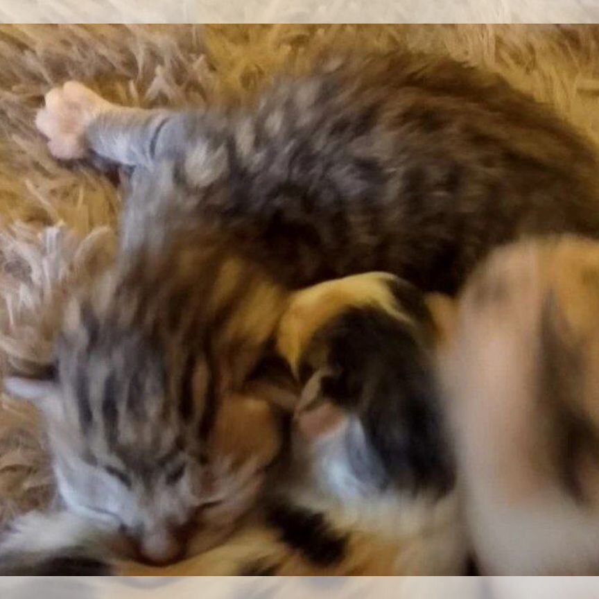 Котёнок от частного владельца