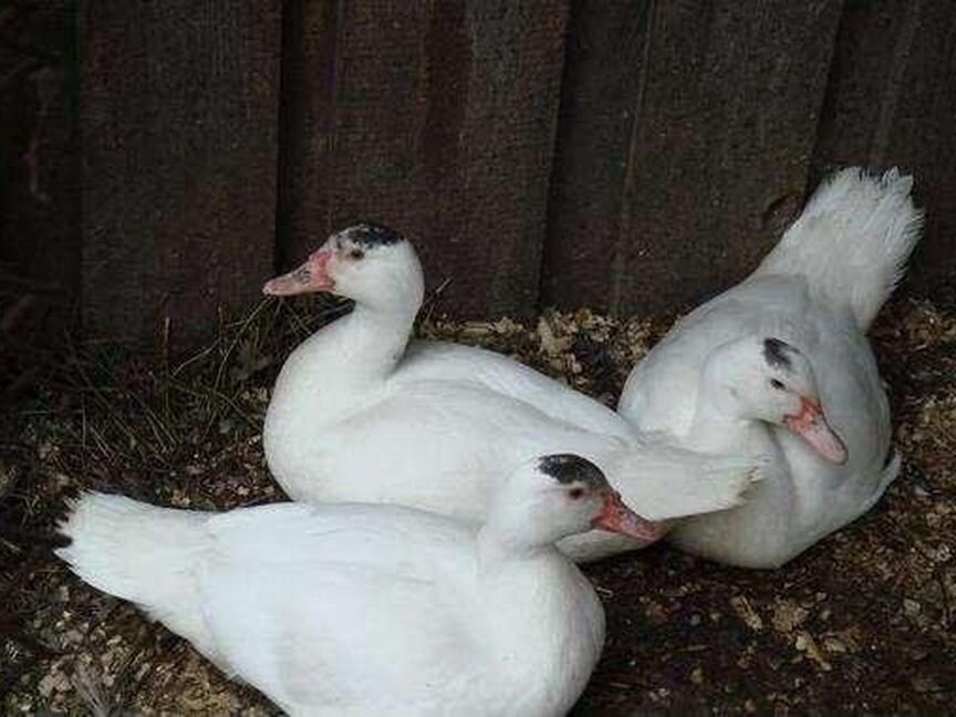 Мускусные утки