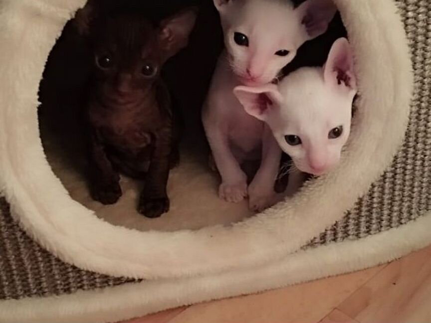 Котята корниш-рекс москва