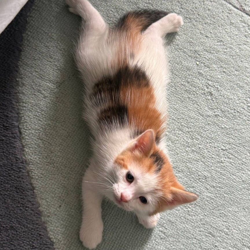 Котёнок в добрые руки