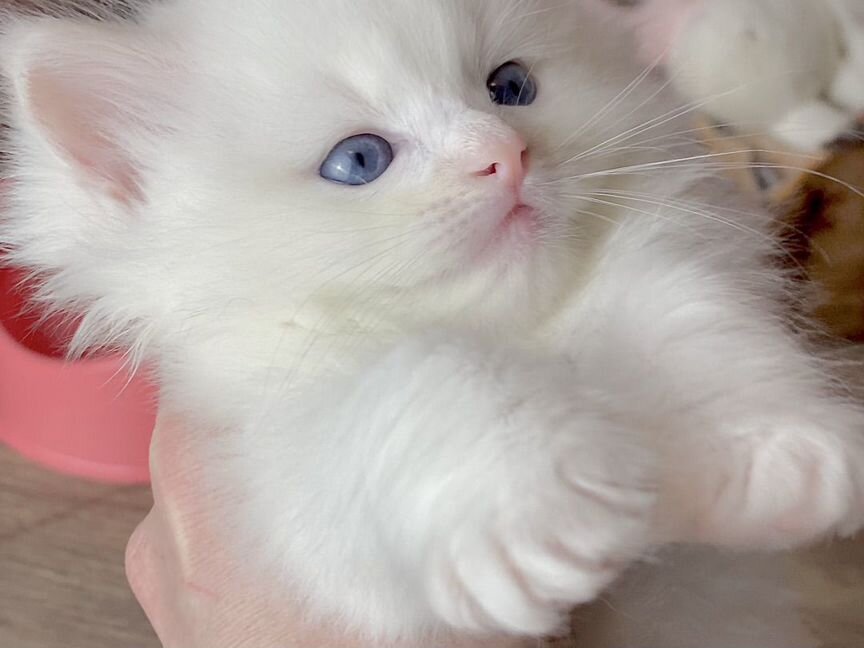 Рэгдолл редкого окраса