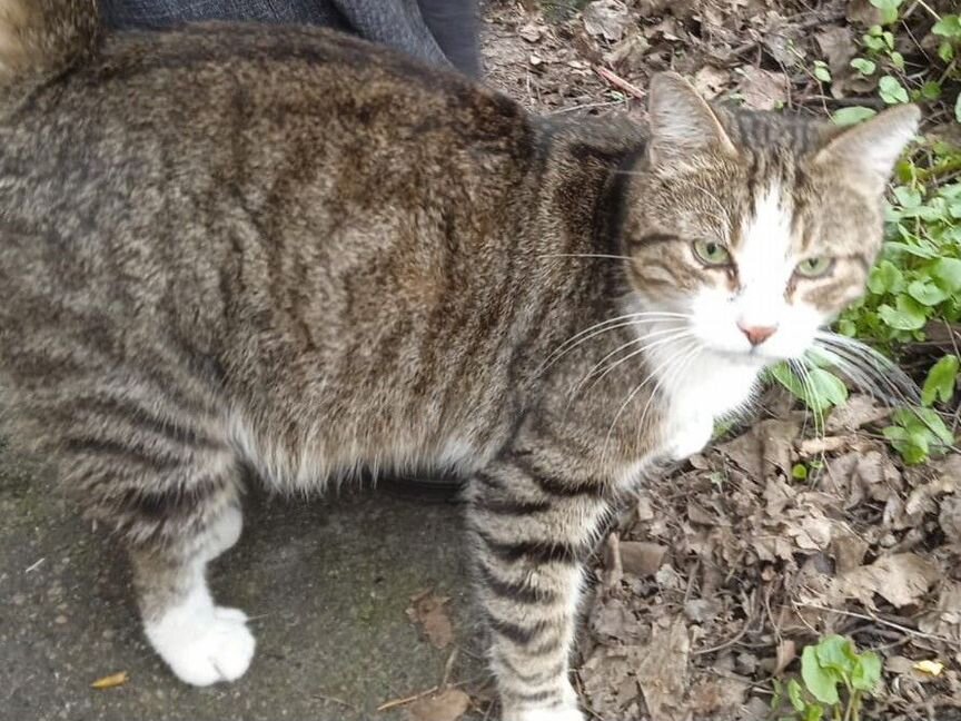 Кот Борюсик ищет дом