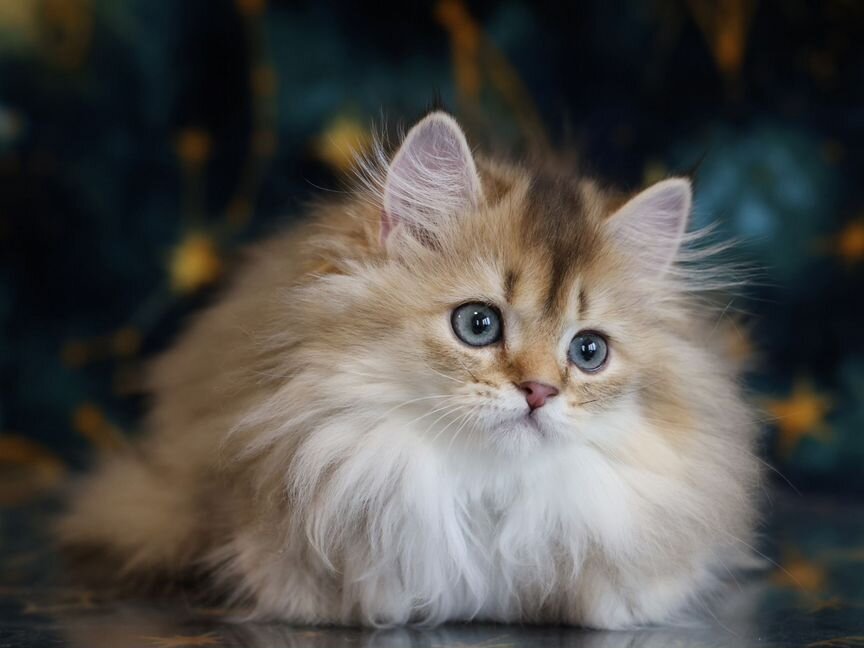 Британская длинношерстная золотая шиншилла