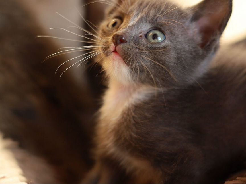 Котята от кошки мышеловки