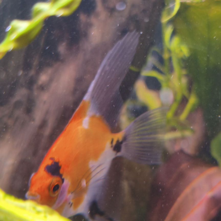 Рыба скаляпия