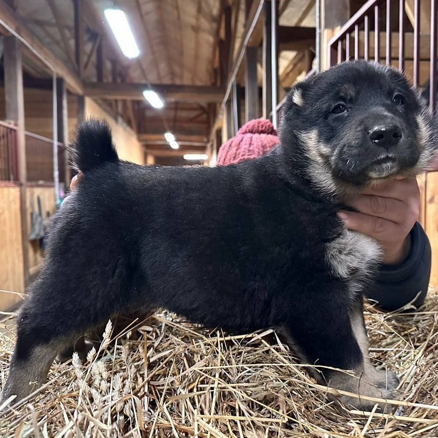 Среднеазиатская овчарка, щенок