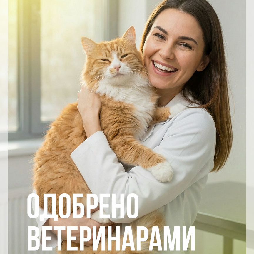 Сухой корм для кошек