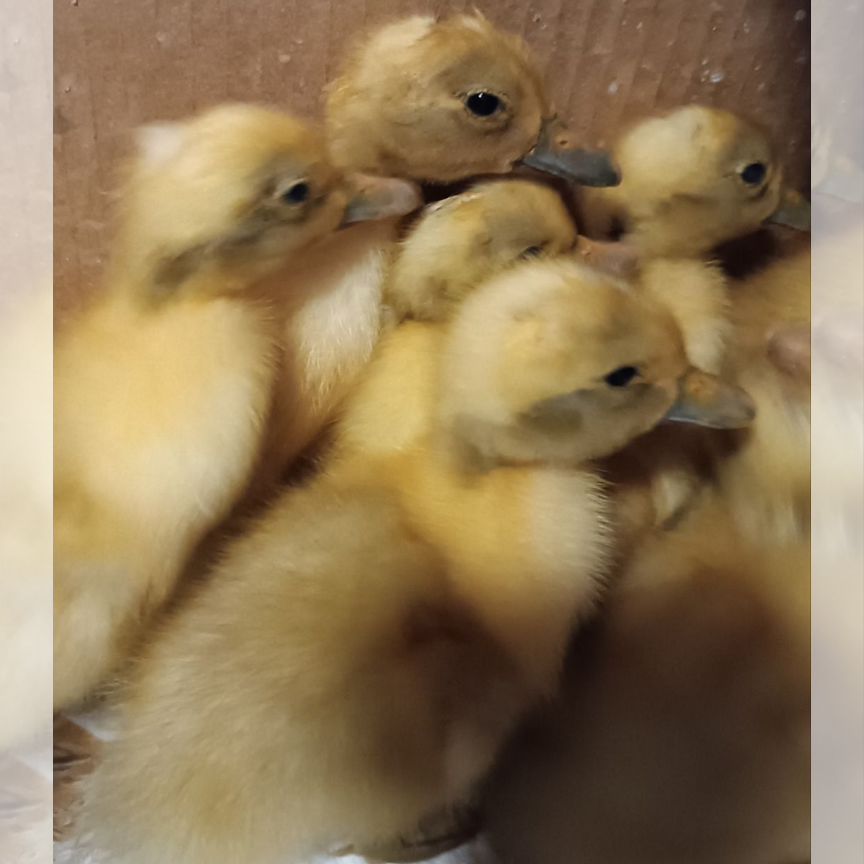 Утята недельные