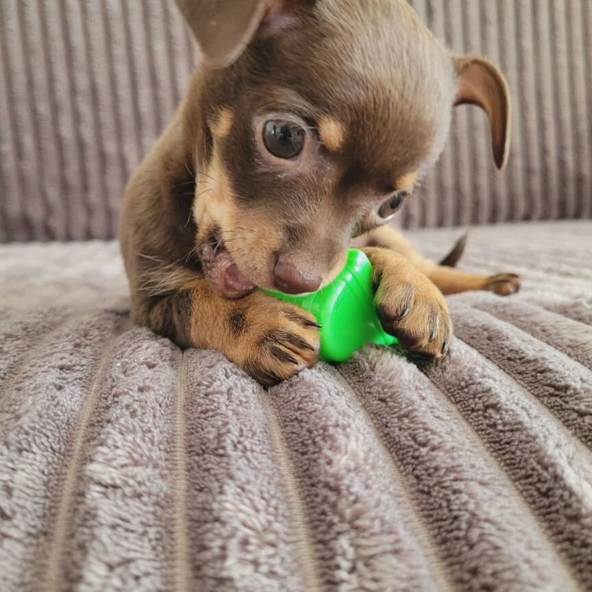 Чудесные тойчики) для милых хозяев)