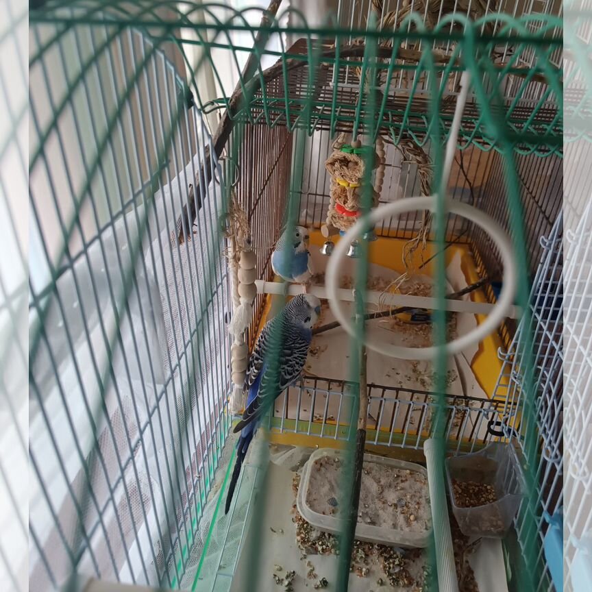 Волнистый попугай с клеткой