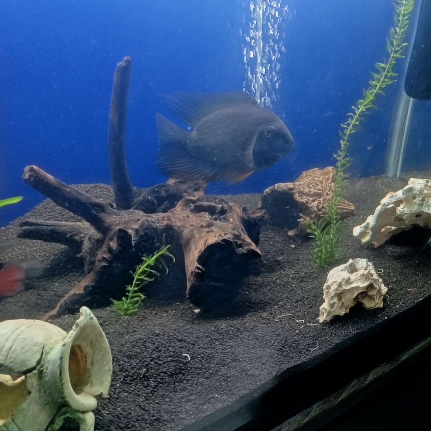 Цихлиды Северум