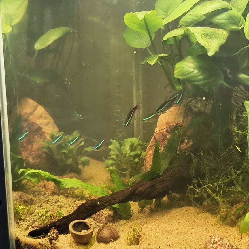 Неоны (бронь)