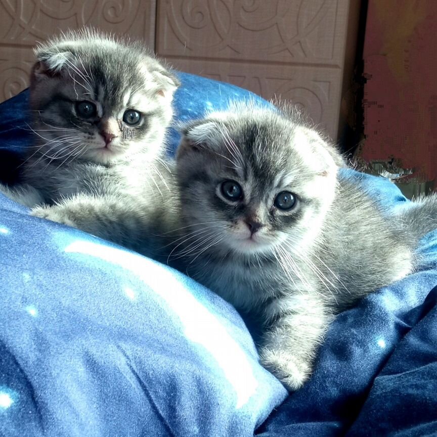 Шотландские котята