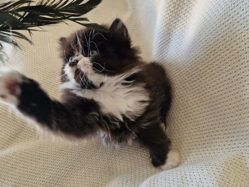 Шотландские прямоухие котята