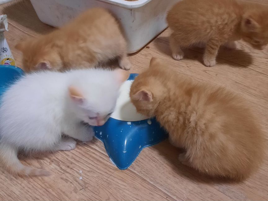 Котята