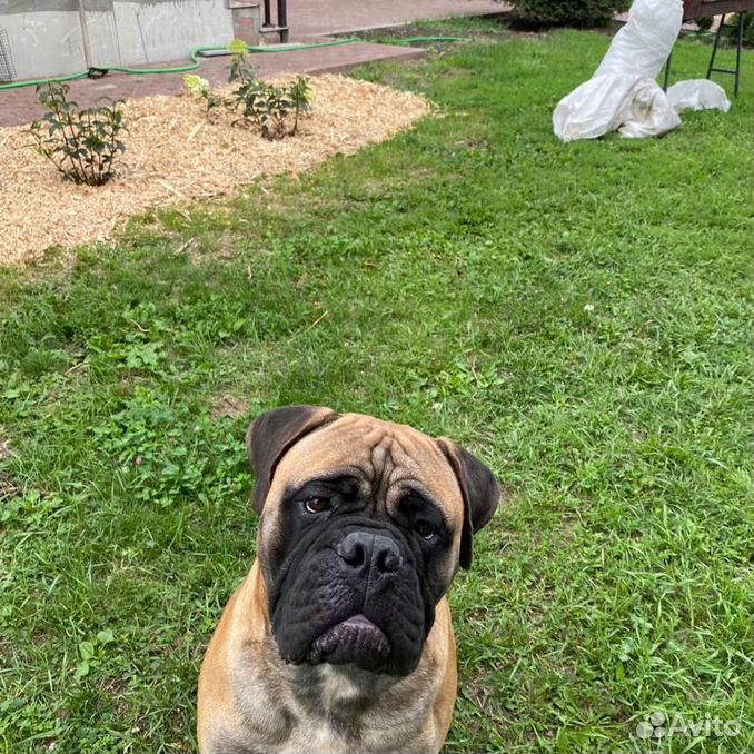 Щенки бульмастифа