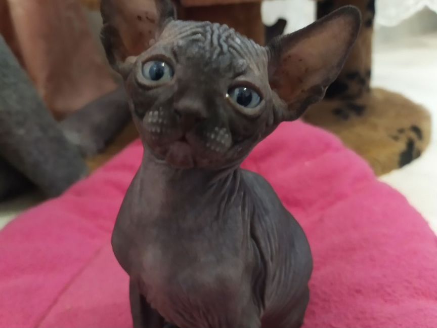 Канадский сфинкс эльф мальчики