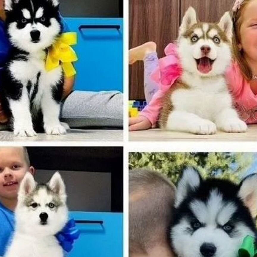 Хаски щенки красивые с документами и клеймом