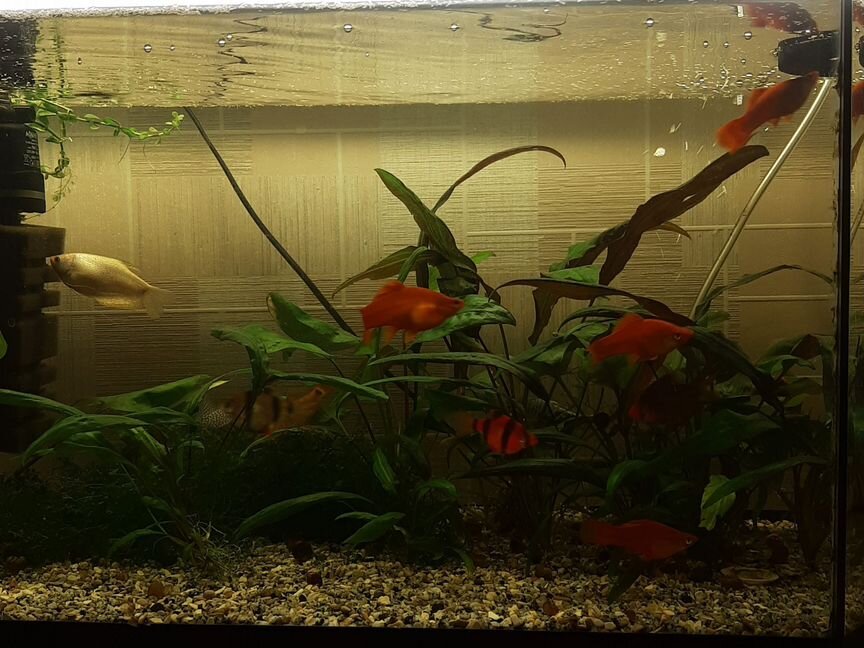 Аквариумные рыбки