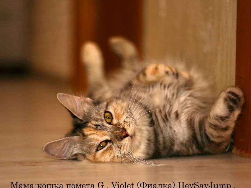 Курильская кошечка