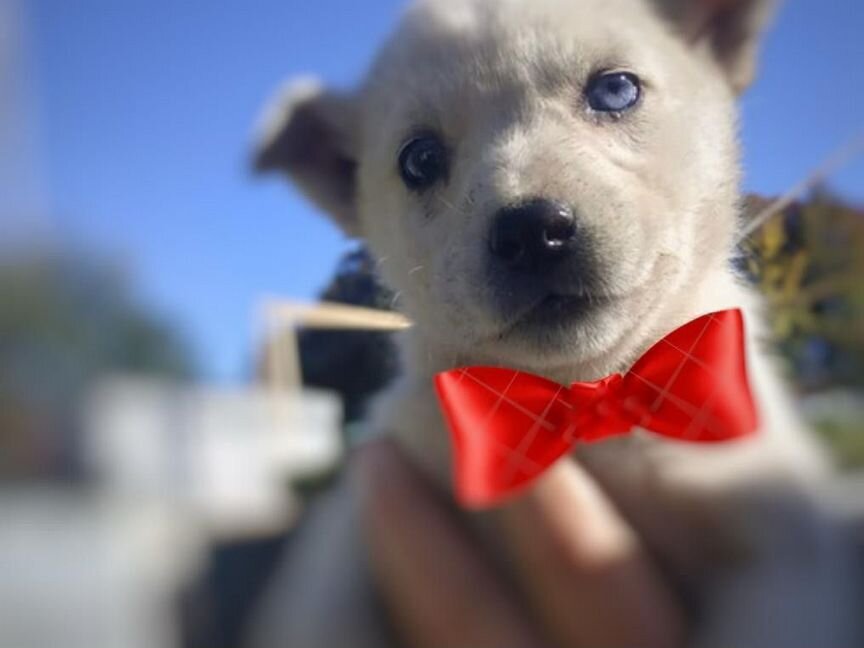 Щенки метисы породы лайка в дар