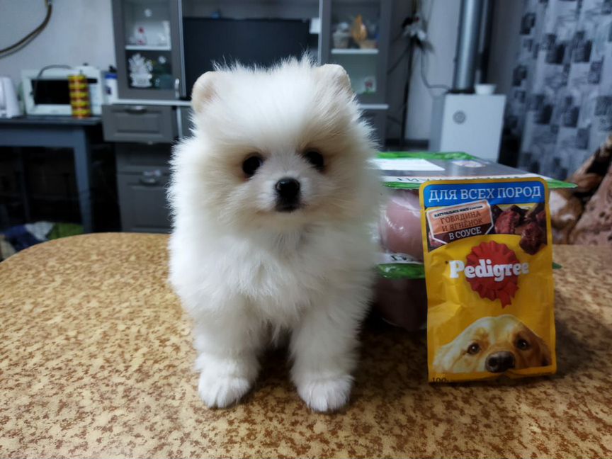 Щенки шпица