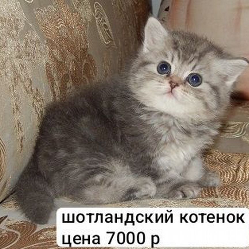 Котёнок в добрые руки