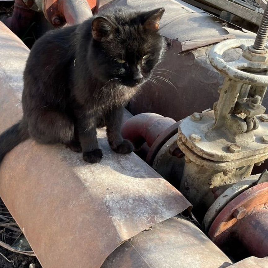 Несчастный котик нуждается в помощи