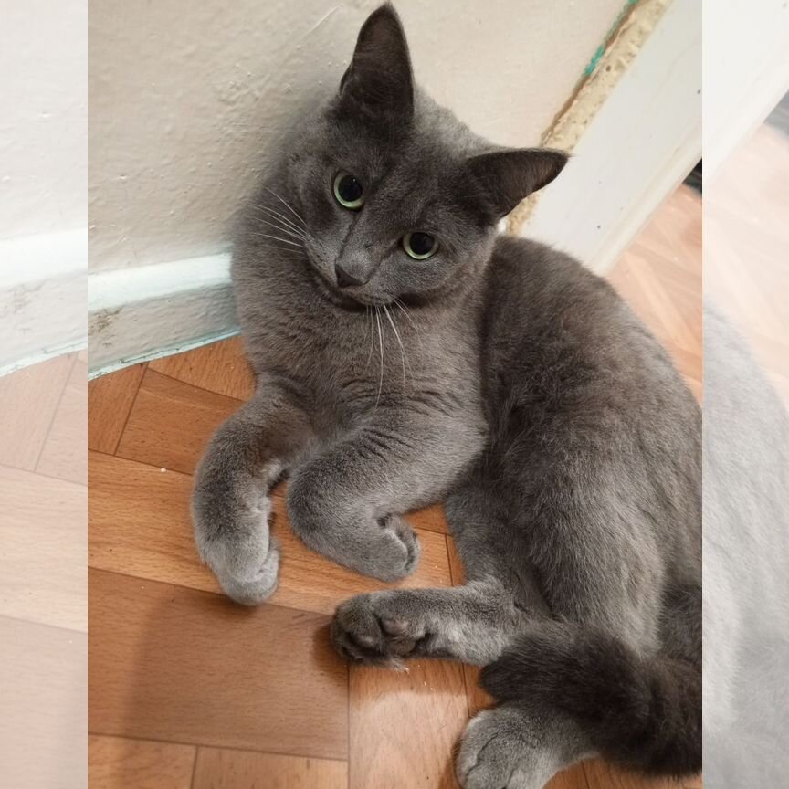 Отдам кота в добрые руки