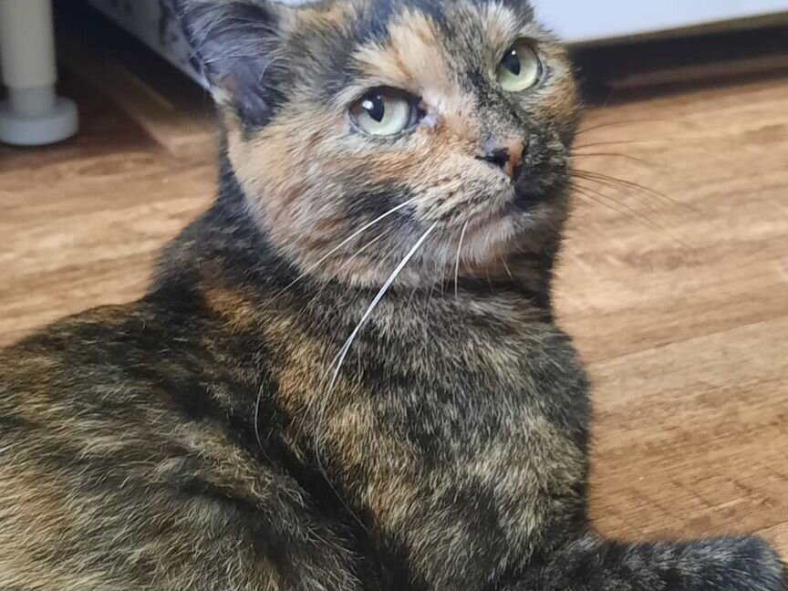 Кошка крысоловка