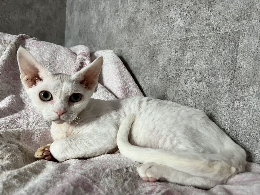 Корниш-рекс цена в разведение